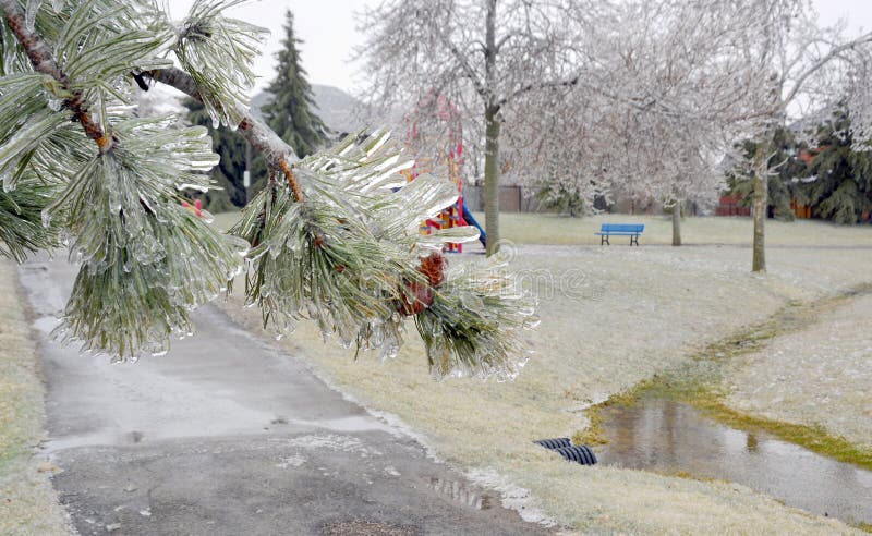 Icy Pine stock image. Image of brilliance, season, plant - 69045385