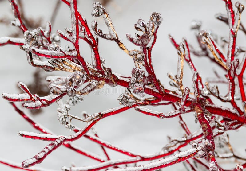 Icy red dogwood branches stock image. Image of branch - 36395109