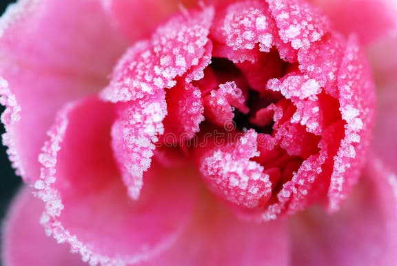 Icy rose stock photo. Image of flowering, close, cover - 3668596