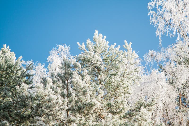 Icy Scots pine stock image. Image of lake, frozen, loch - 104172549