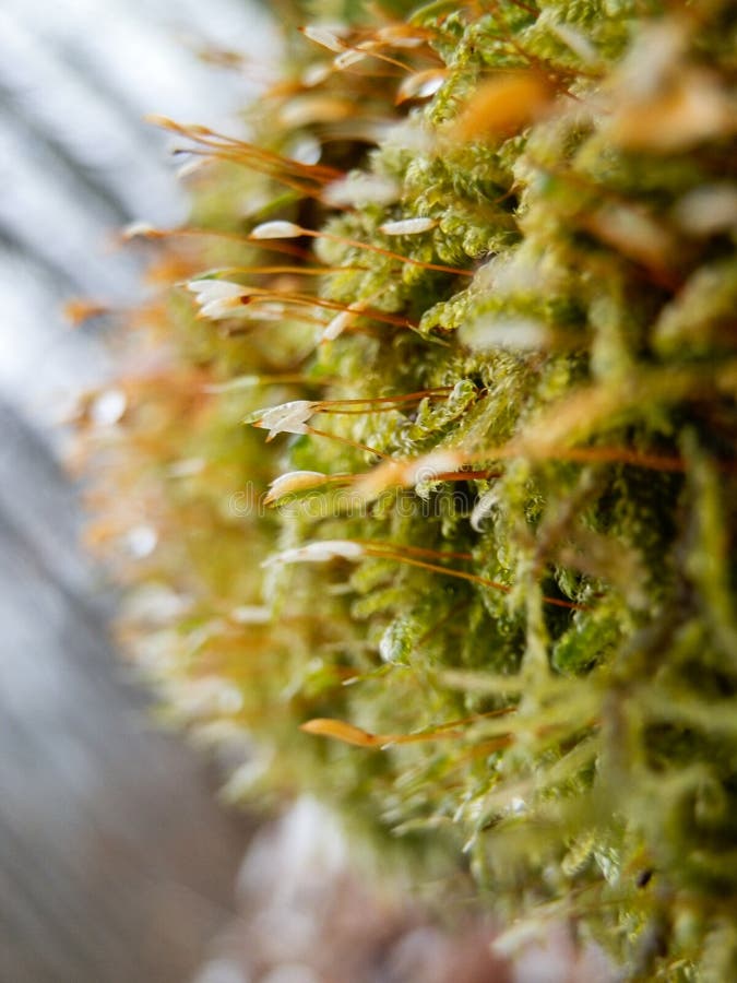 Icy Snow on Green Moss in Forest Macro Stock Photo - Image of creek ...