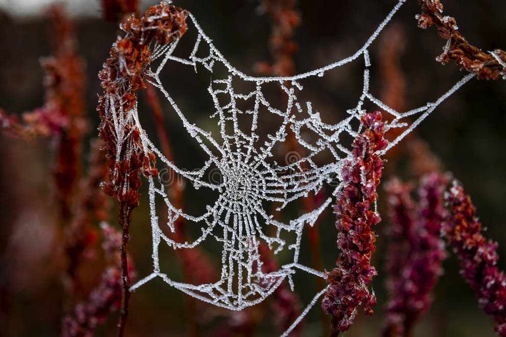 Icy spiderweb stock image. Image of outdoor, beauty - 299351041