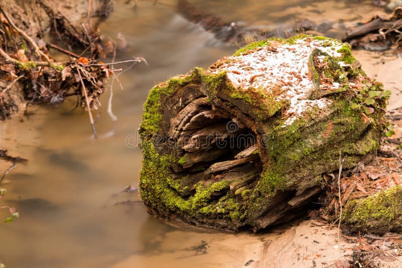 Old Tree in Water Streams stock photo. Image of leaves - 110603190
