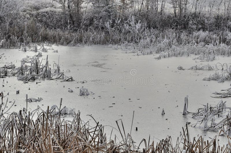 Icy swamp with reeds stock photo. Image of photographs - 36225422