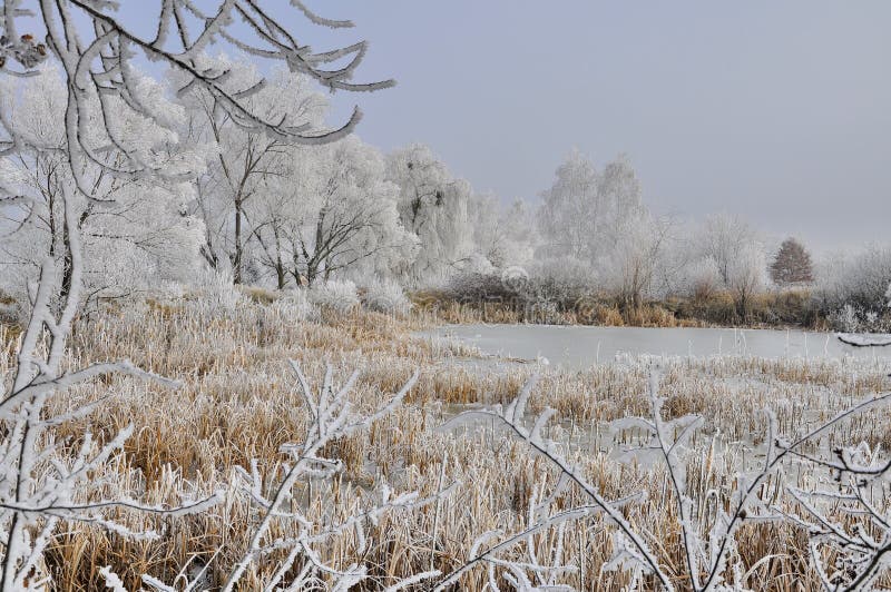 Icy swamp with reeds stock image. Image of grass, coating - 39522707