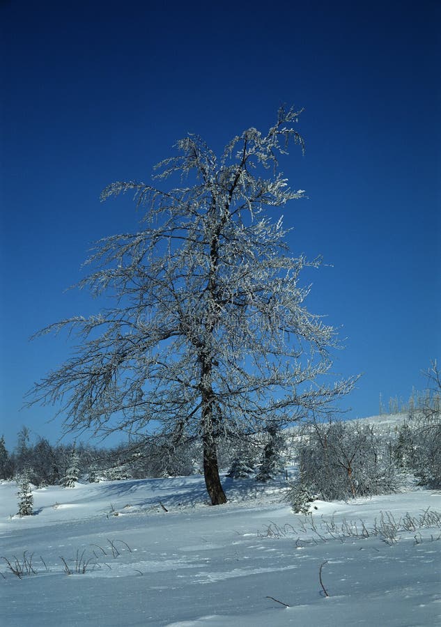 Icy tree stock photo. Image of outdoors, winter, landscape - 17957708