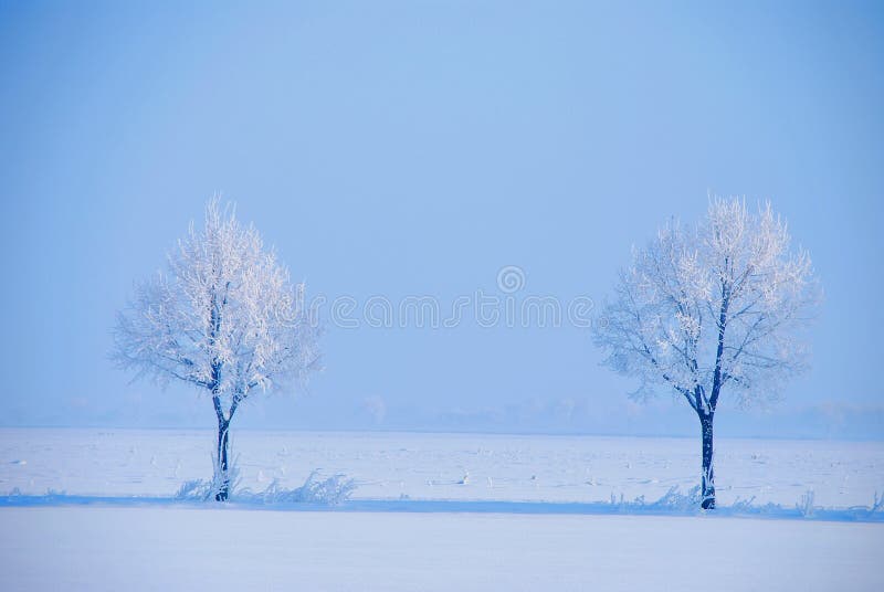 Icy tree stock image. Image of season, freeze, tree, wallpaper - 24175499