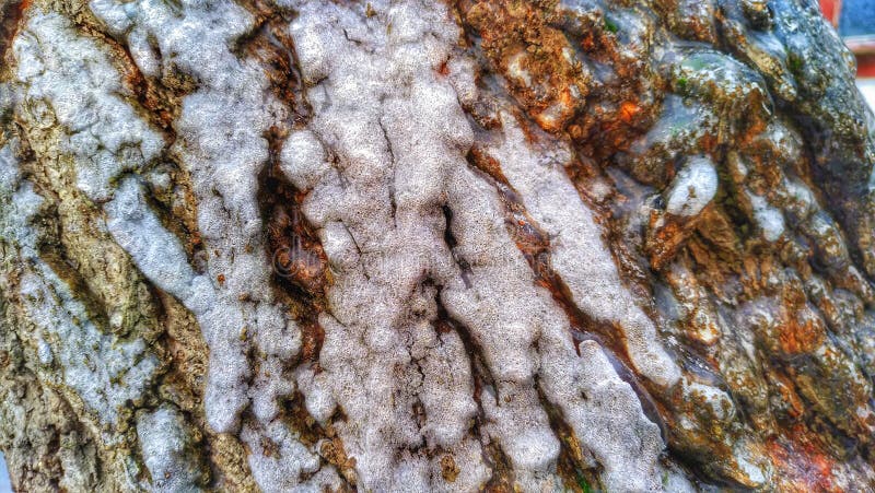 Icy tree bark structure stock image. Image of flower - 238272323