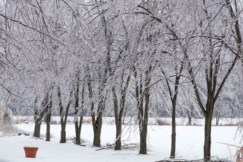 Icy tree braches stock image. Image of braches, cold - 100412959