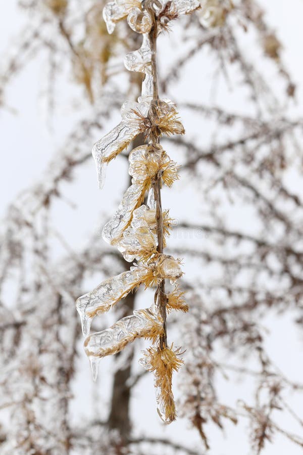 Icy Tree Branch on the Background of Trees. Ice Storm, Rain. Stock ...