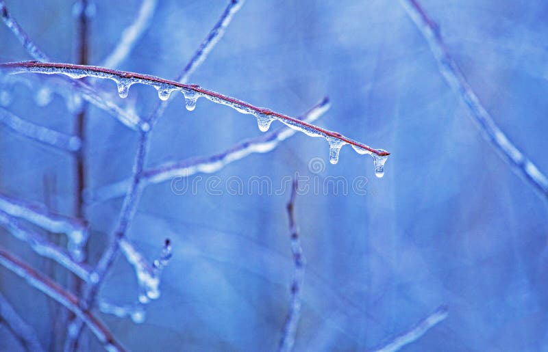 Icy Tree Branch on a Blurred Blue Background, Horizontal Stock Image ...