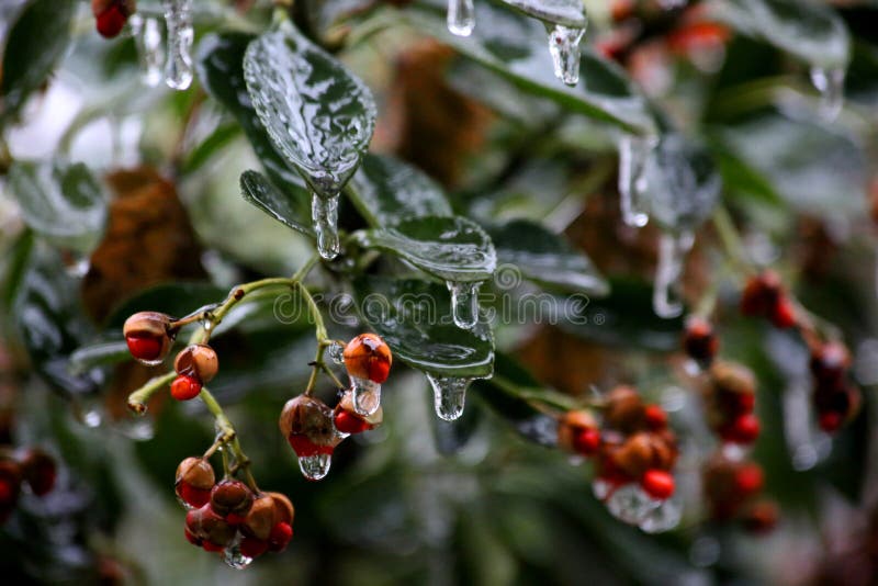 Icy Tree Branch stock photo. Image of freezing, branches - 91214076