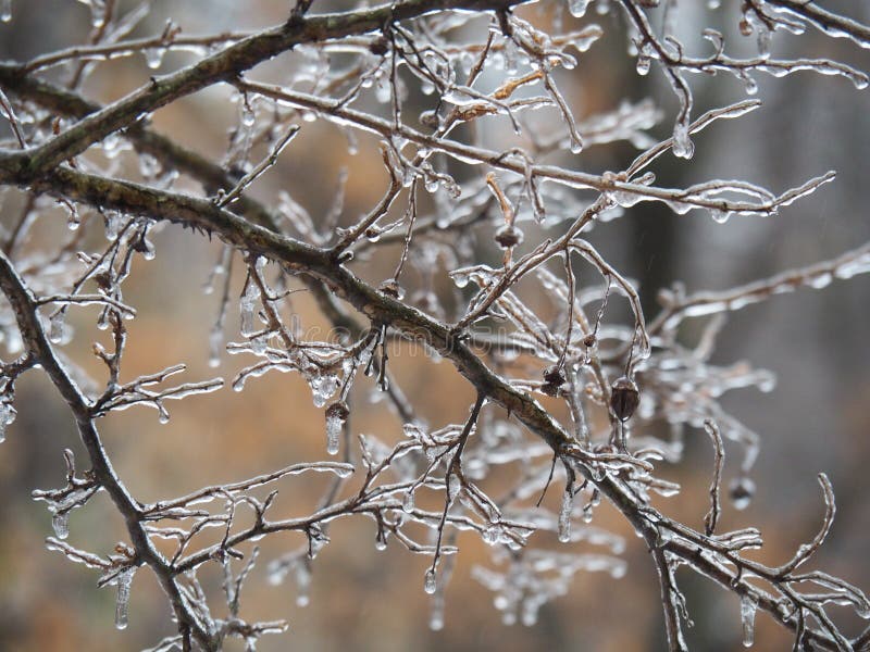 Icy Tree Branch stock photo. Image of branches, weather - 91214092