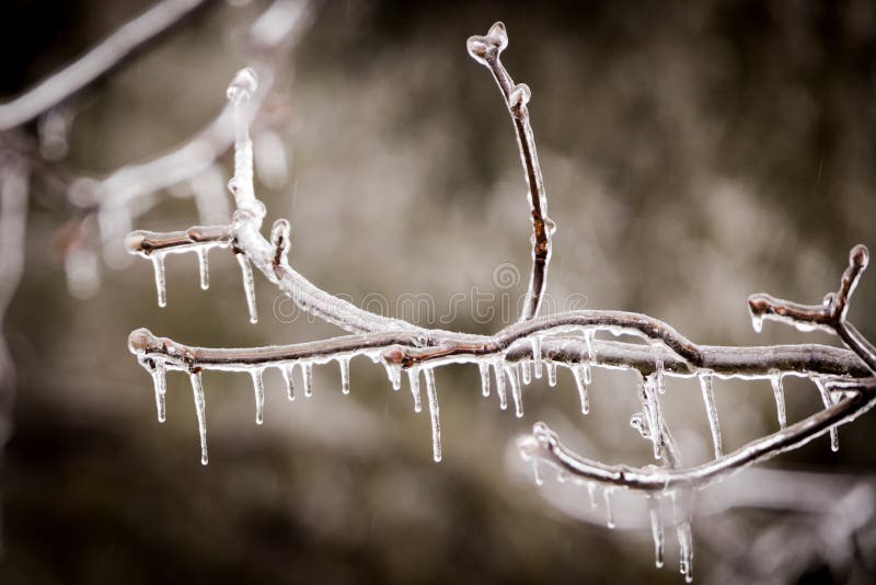 Icy Tree Branch after a Winter Storm Stock Photo - Image of boughs ...