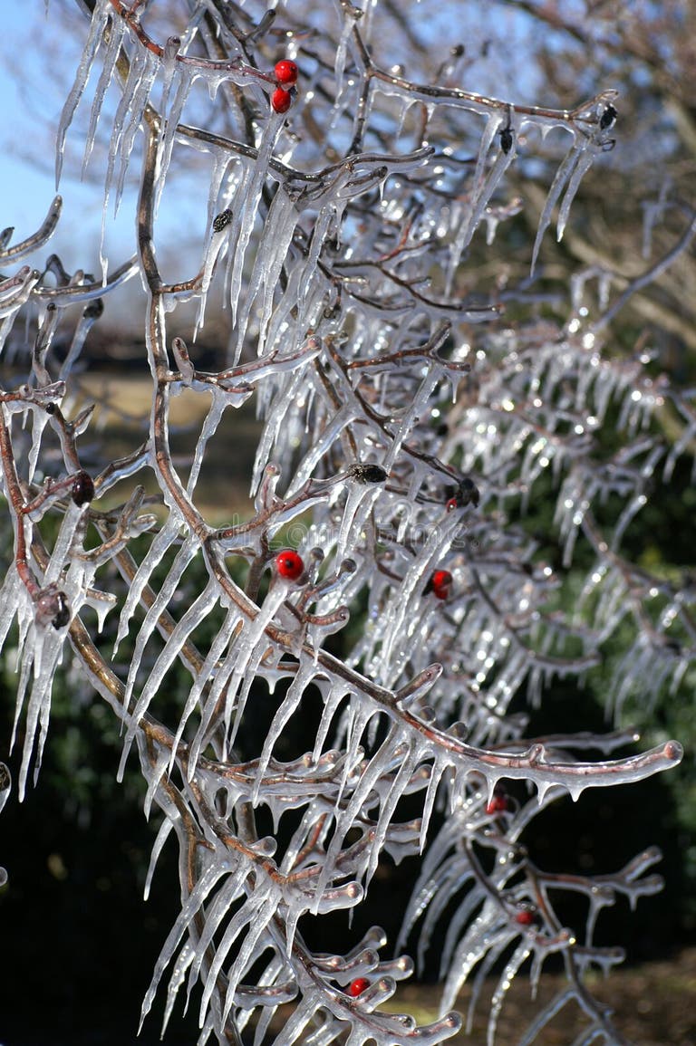 91,442 Icy Tree Stock Photos - Free & Royalty-Free Stock Photos from ...