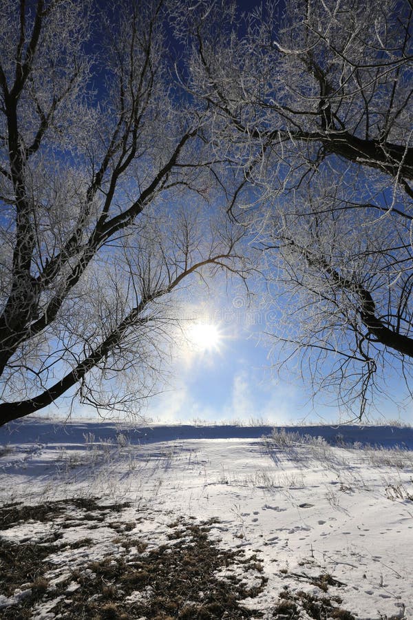 Icy Tree Branches Against the Blue Sky Stock Image - Image of depth ...