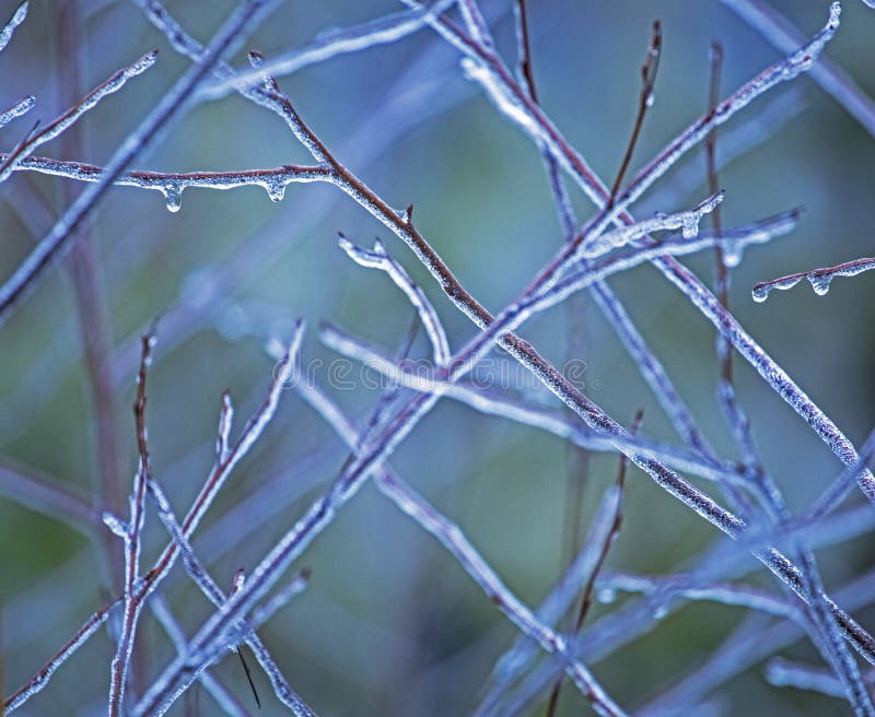Icy Tree Branches on a Blurred Background in the Forest, Horizontal ...