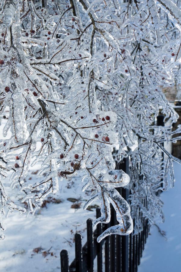 Icy Tree Branches after Freezing Rain Stock Image - Image of frost ...