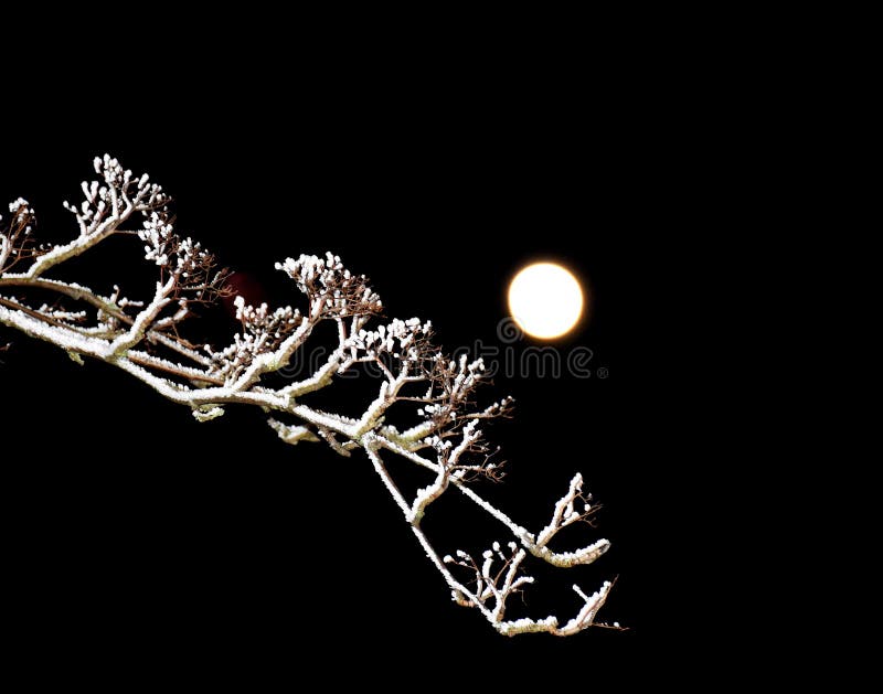 Icy Tree Branch and Full Moon Stock Image - Image of winter, white ...