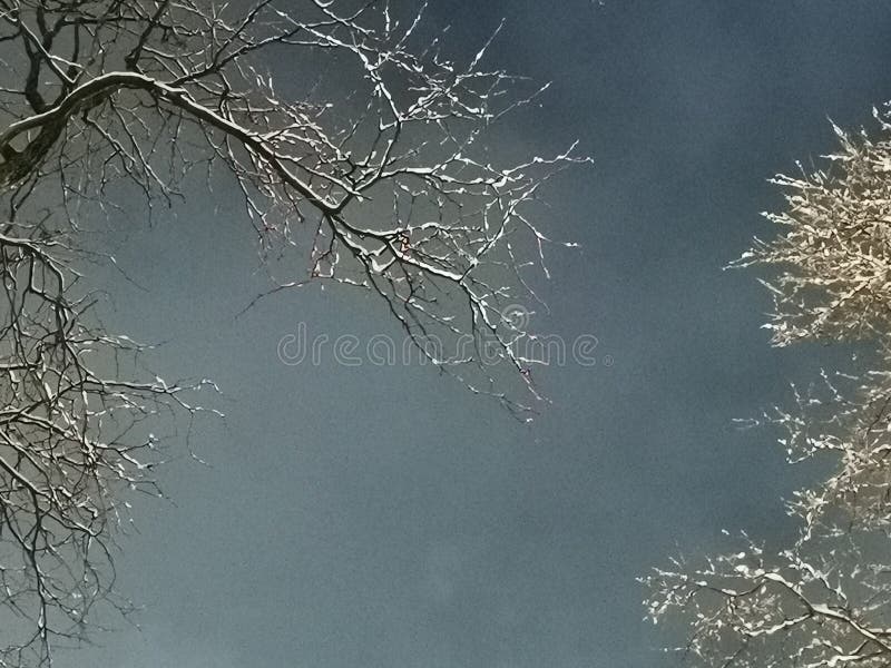 Icy tree branches stock image. Image of reflection, branch - 222366221
