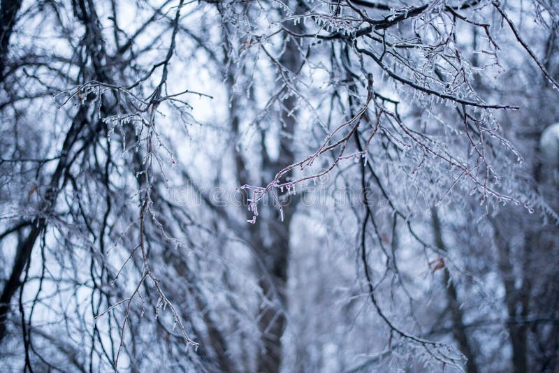 Icy Tree Branches at Night in Winter Stock Image - Image of december ...