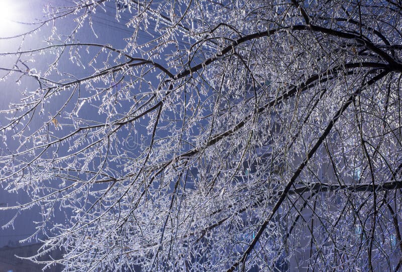 Icy Tree Branches at Night in Winter Stock Image - Image of scene ...