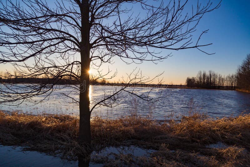 Icy tree branches stock image. Image of scene, color - 100413305