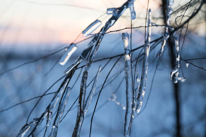 Icy tree braches stock image. Image of environment, frost - 100413101
