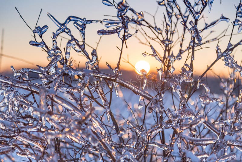 Icy tree branches stock photo. Image of branches, frost - 100413792