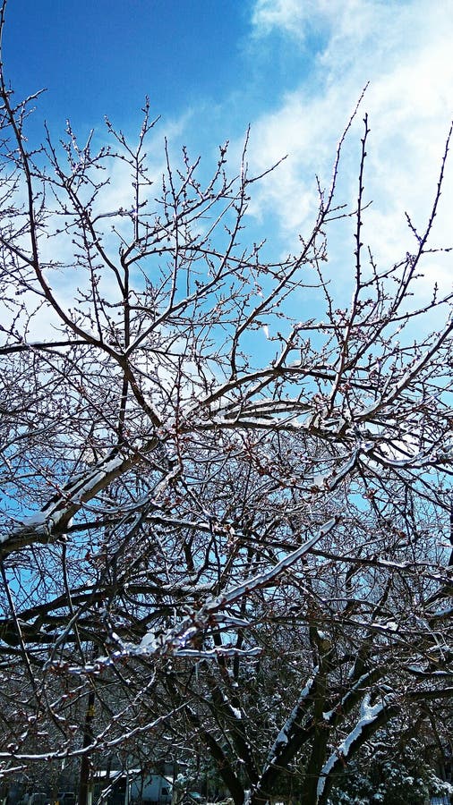 Icy Tree Branches in Winter Park Stock Photo - Image of fluffy, winter ...