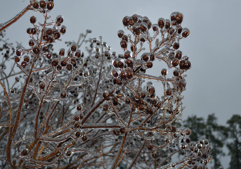 Icy Tree Buds stock image. Image of drip, surround, brown - 38483837