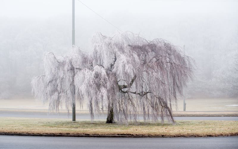 Icy Tree in the Centre of a Roundabout Stock Photo - Image of beautiful ...