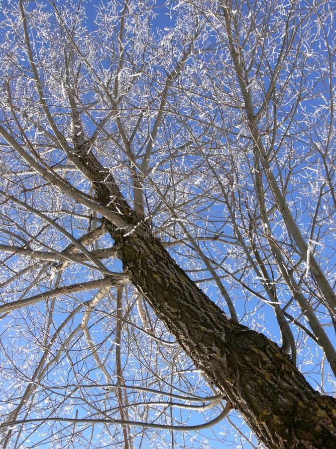 Bare Tree with Hoarfrost in Front of Blue Sky Stock Image - Image of ...