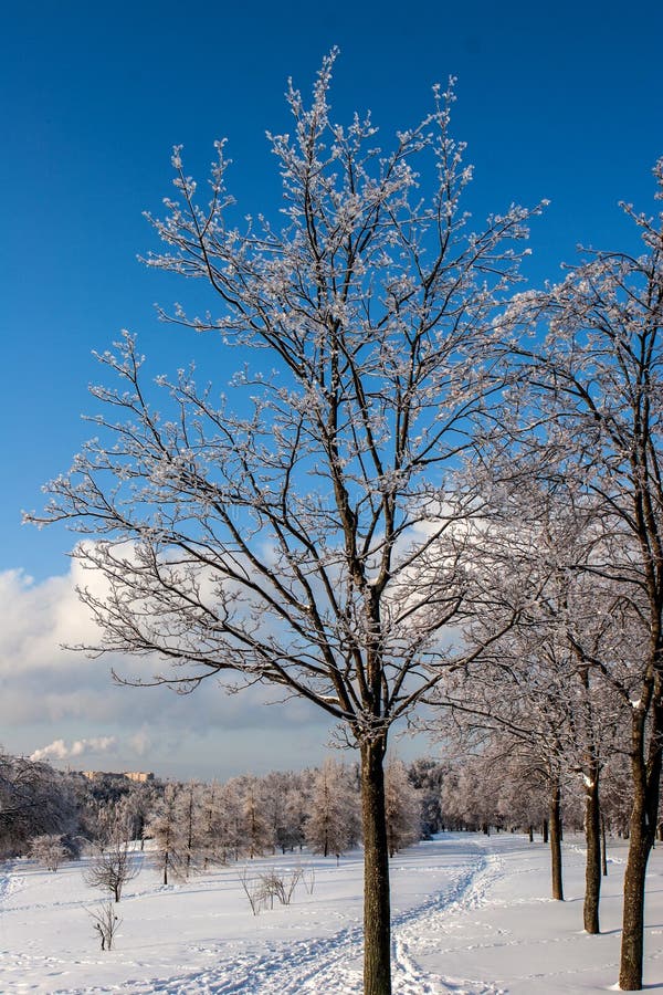Icy tree stock image. Image of happy, fortunate, frost - 63318167
