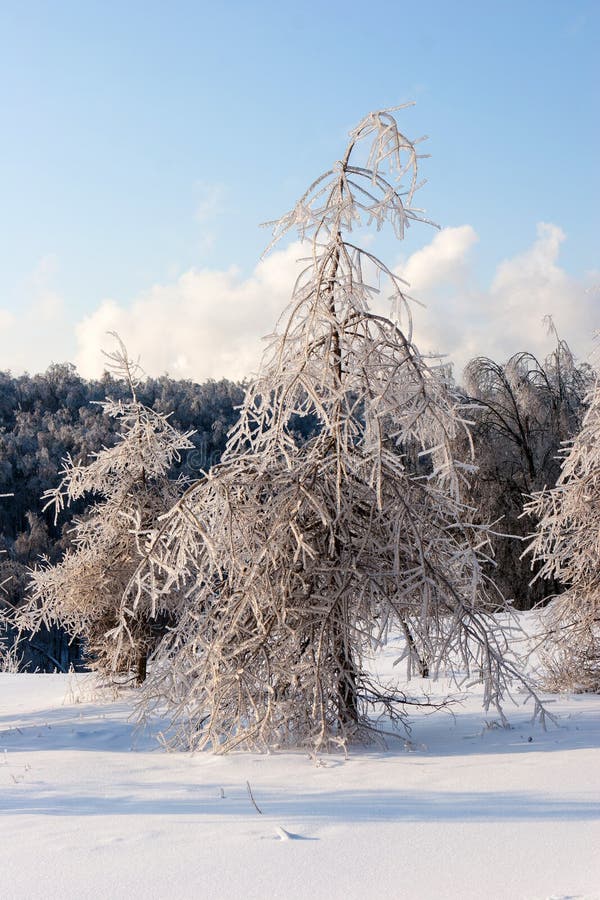 Icy tree stock image. Image of fortunate, hoarfrost, branches - 63318169