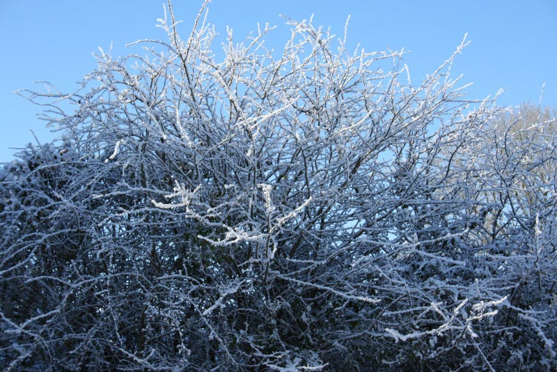 Icy Tree stock photo. Image of trees, tree, blanket - 100427034