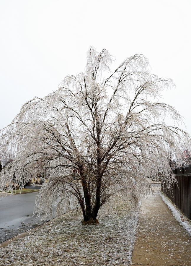 Icy tree stock photo. Image of crystals, icicle, brilliance - 69051266