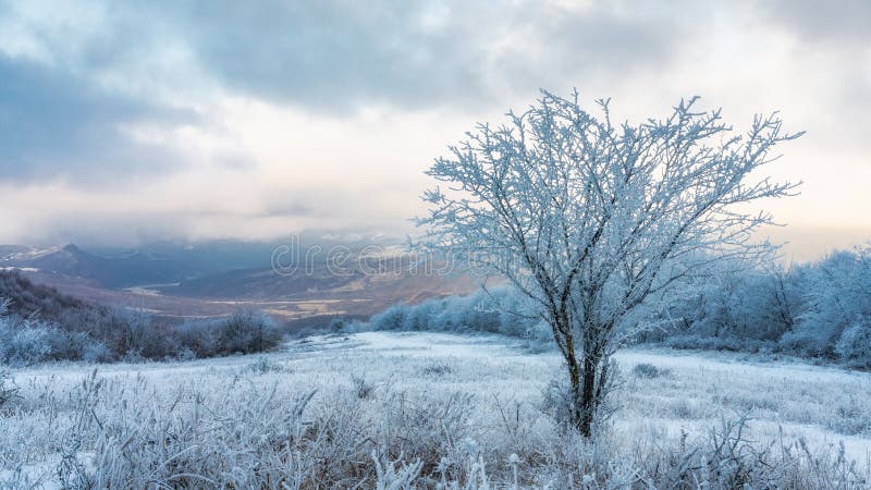 Icy Tree in a Snowy Field at Sunset Stock Image - Image of evening ...