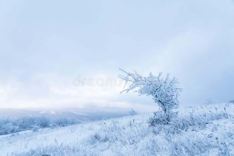 Icy tree in a snowy field stock image. Image of outdoor - 170913095