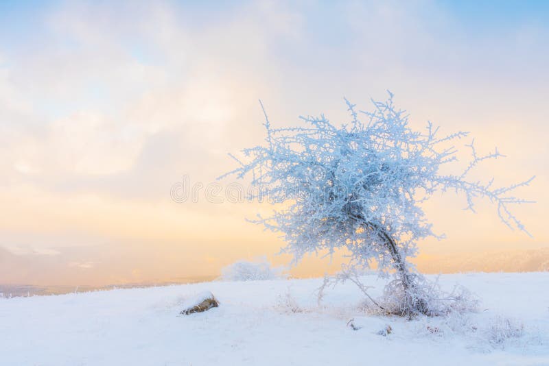 Icy tree in a snowy field stock photo. Image of countryside - 170927898
