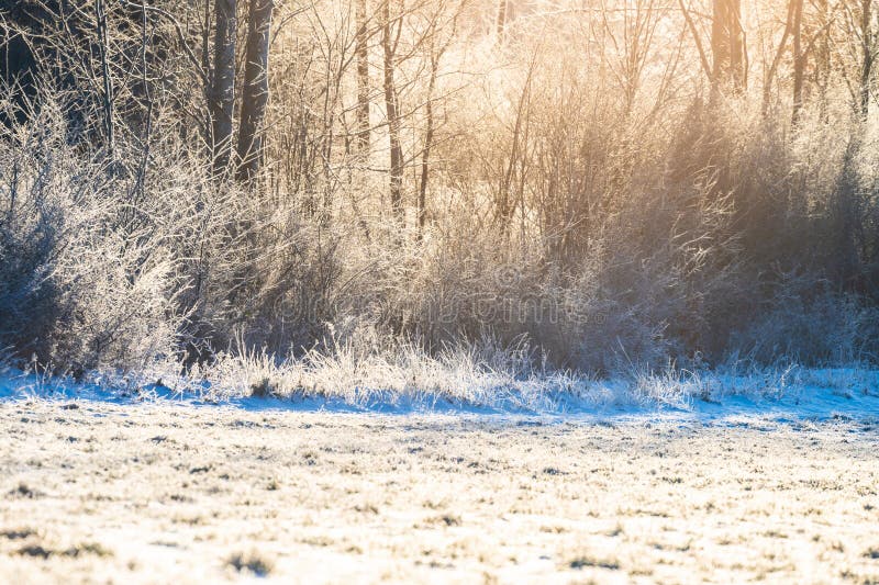 Icy Trees by a Field on a Cold Winter Day.. Stock Photo - Image of farm ...