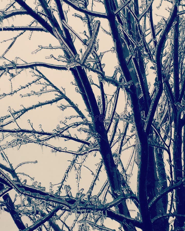 Icy trees stock image. Image of pretty, winter, trees - 71161123