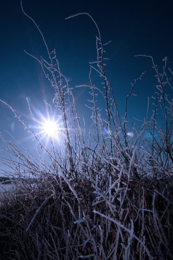 Icy Twigs and Branches in Snow Against Blue Dawn Stock Photo - Image of ...