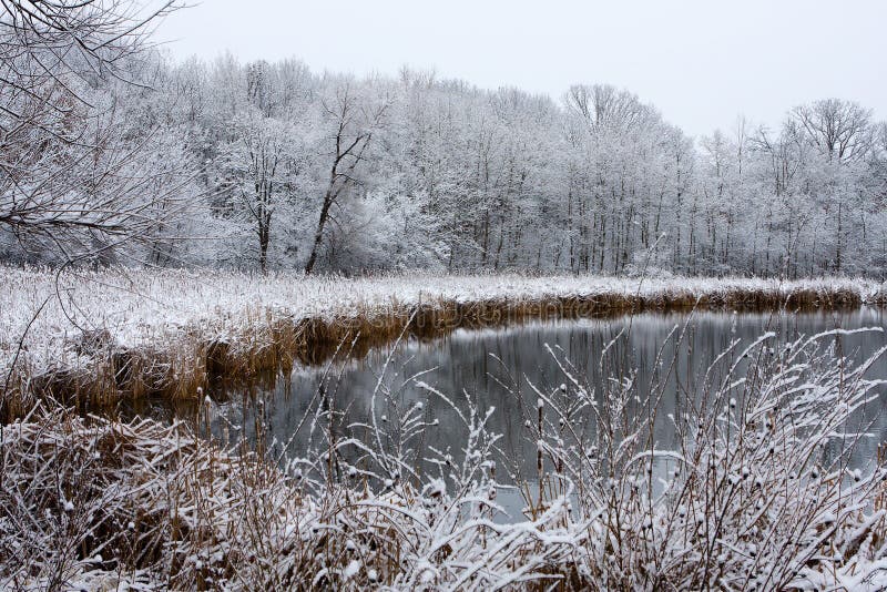 Icy Winter Landscape stock photo. Image of swamp, park - 10475386