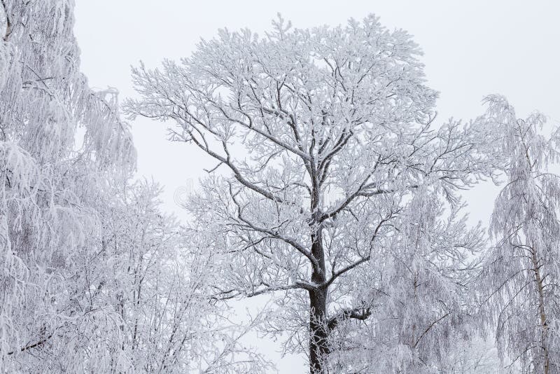 Icy winter trees with sky stock photo. Image of year - 90212960