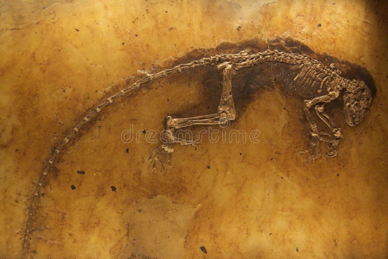 Ida the fossil editorial photo. Image of archaeology - 12370641