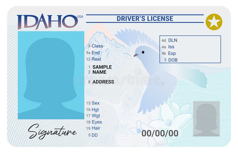 Driver S License. Driving Licence Vector Illustration Isolated on White ...