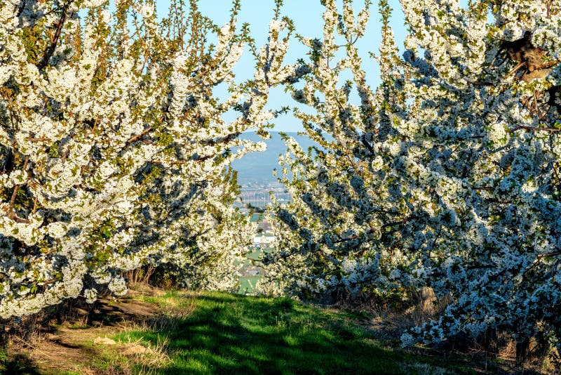 Idaho Farm Orchard in the Spring Time with Flowering Trees Stock Image ...