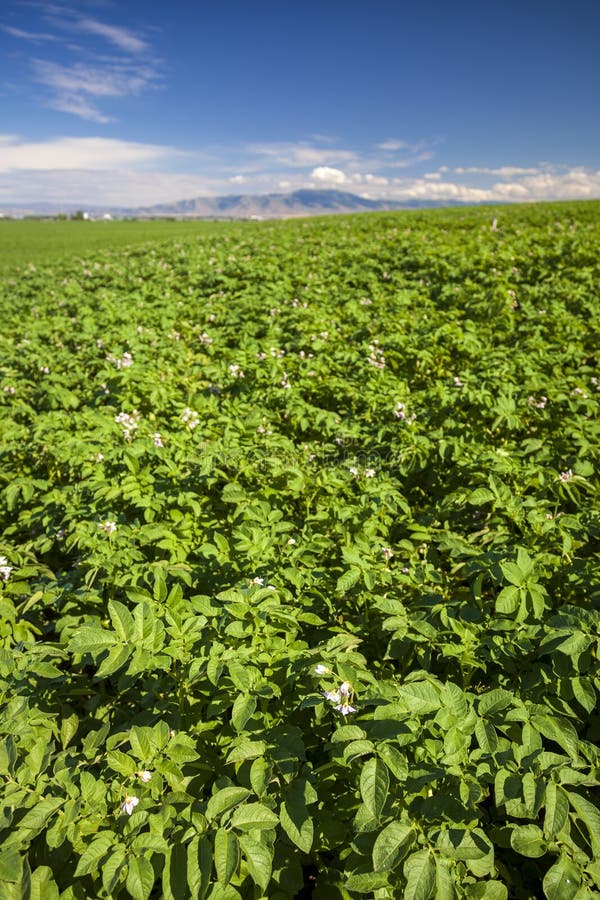 Idaho potato field stock photo. Image of fields, clouds - 263289712
