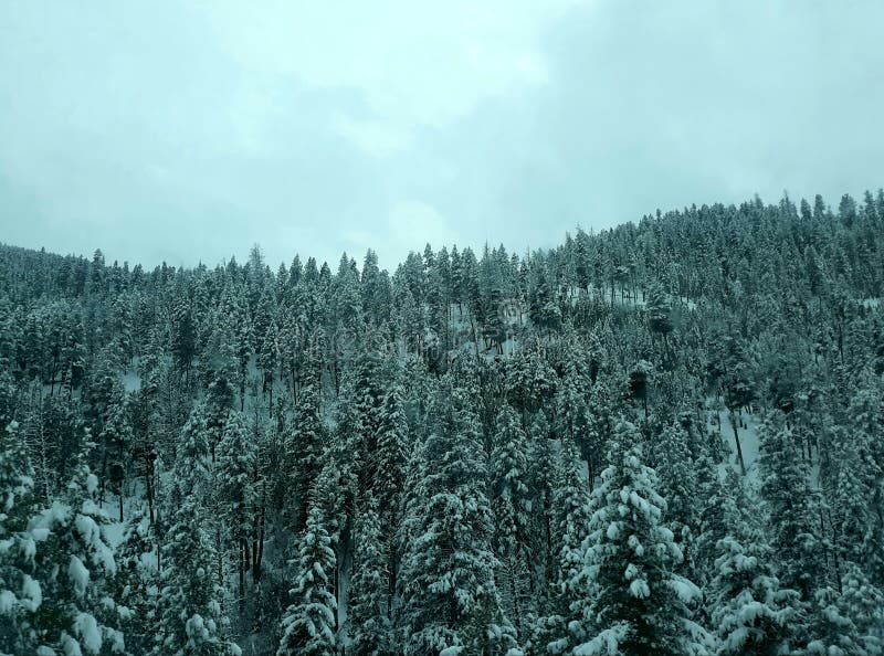 Idaho trees mountain stock image. Image of idaho, trees - 173944239